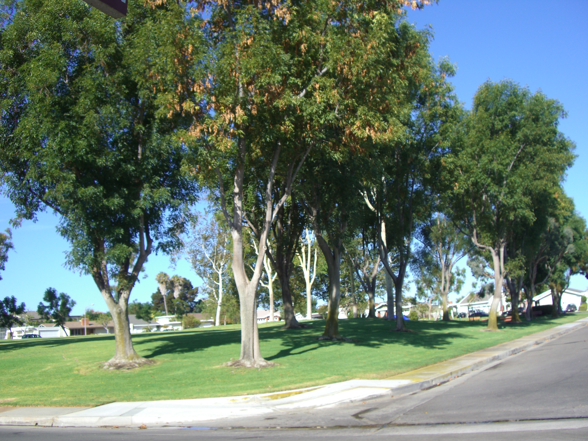 {Garden} Arbor Day, for the love of trees | Garden, Home & Party